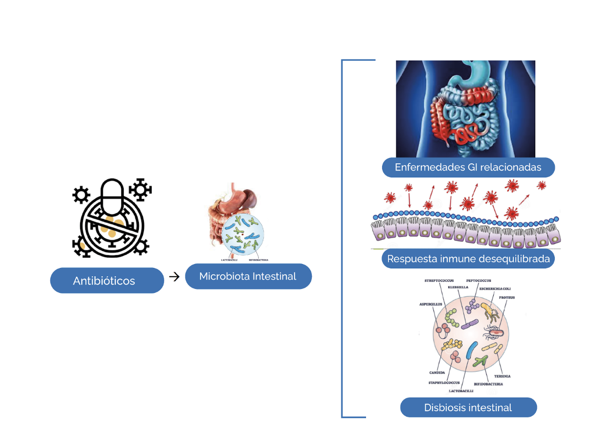 Disbiosis intestinal inducida por antibióticos