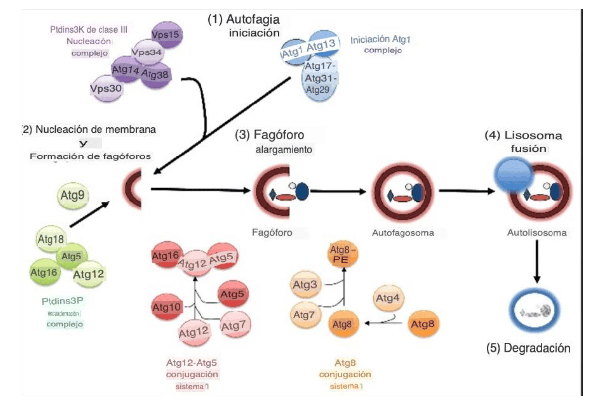 Rol de la autofagia en la enfermedad de Parkinson