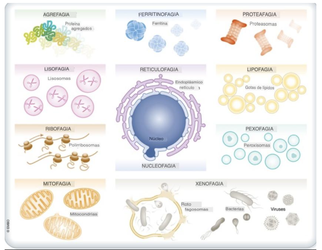 Rol de la autofagia en la enfermedad de Parkinson